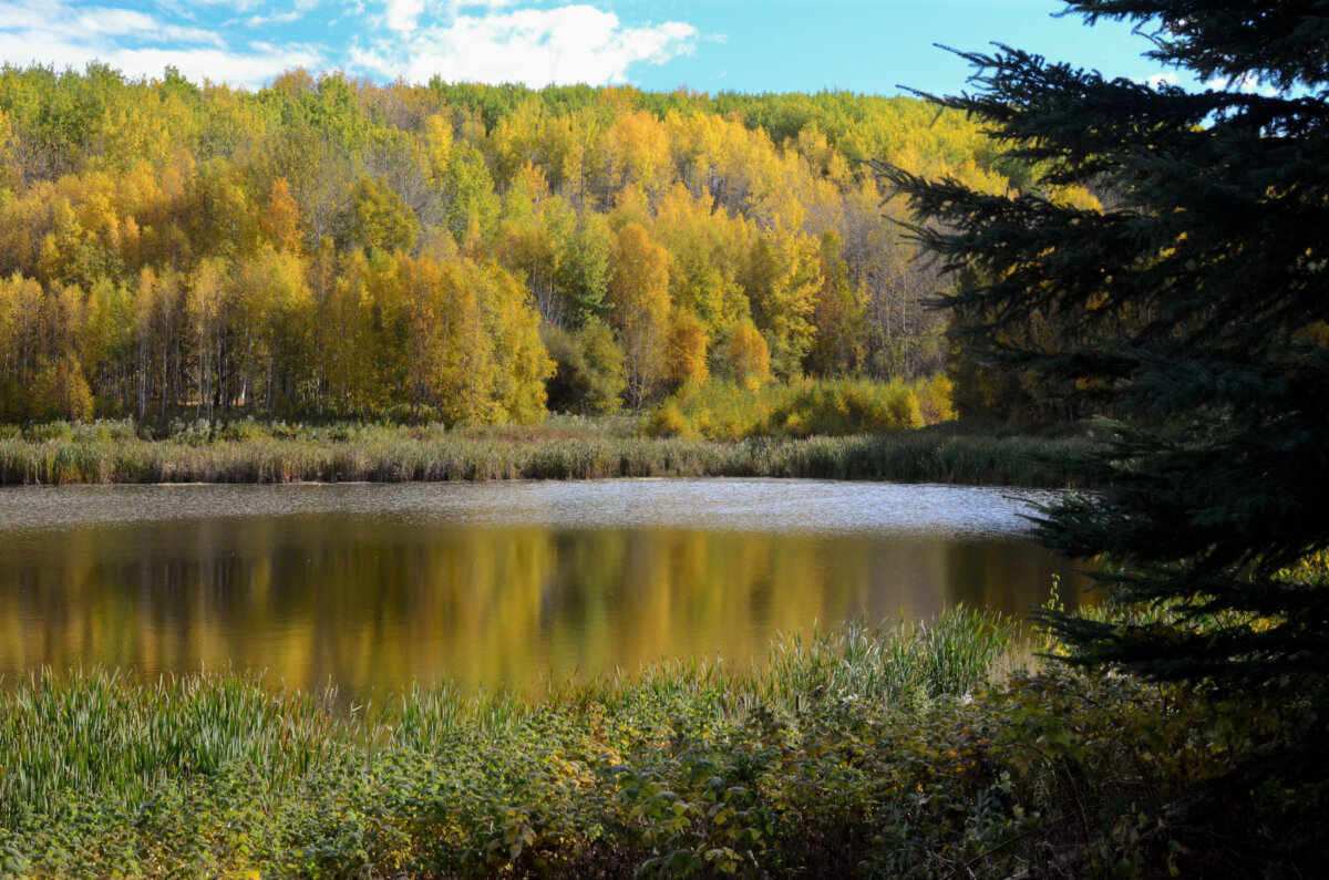 Discover the Best of Spruce Grove: Parks, Mazes, Ranches & Relaxing Hikes