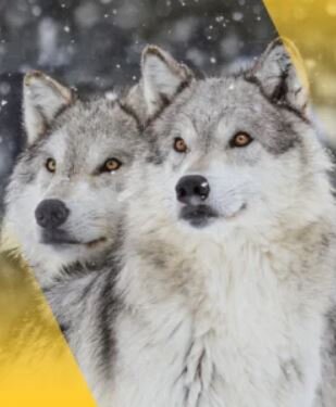 Doug Smith: Wild Wolves of Yellowstone