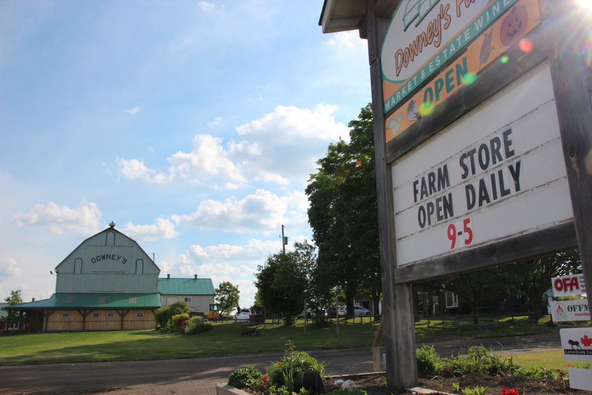 Fun at Downey’s Farm
