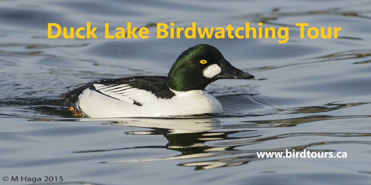 Duck Lake and Nisbet Forest Birding Tour