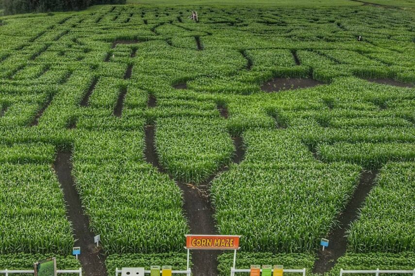Edmonton Corn Maze