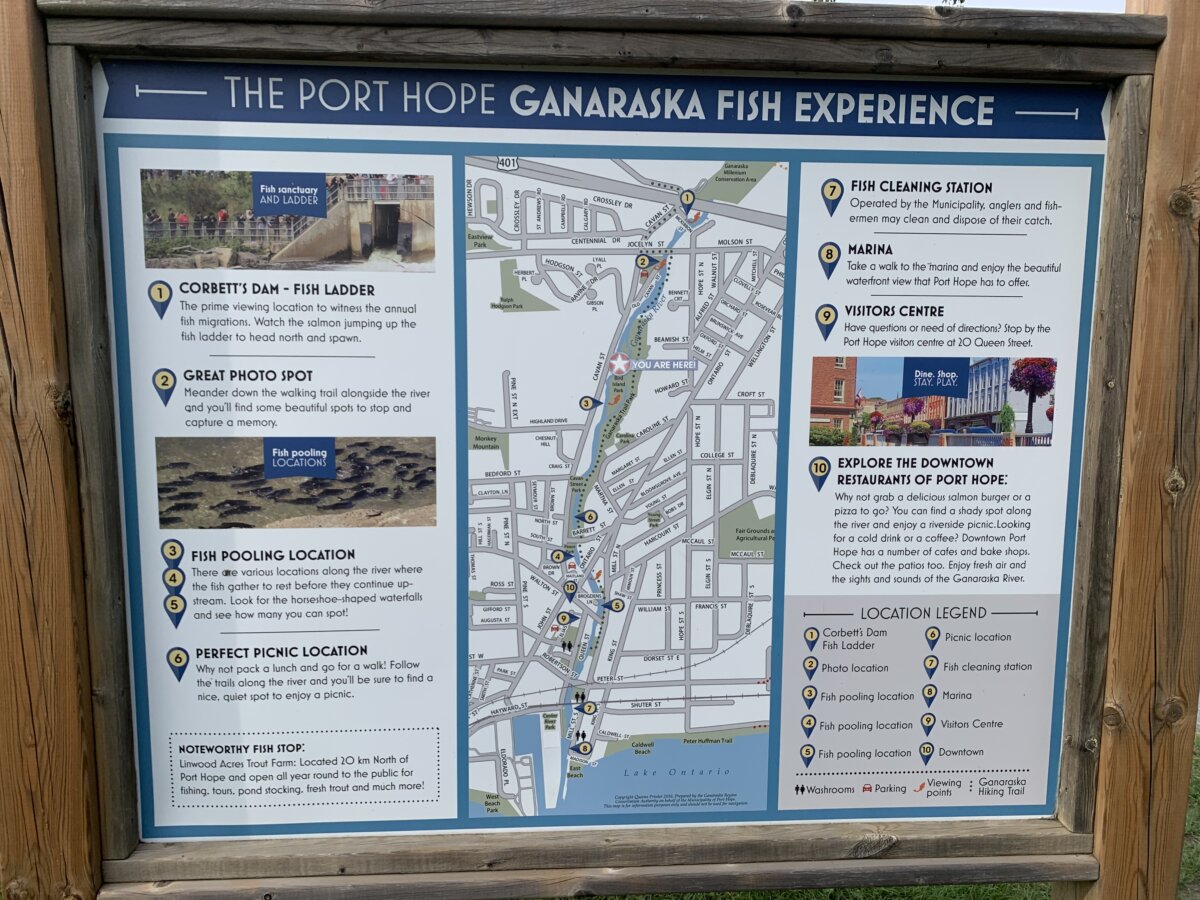 Ganaraska River Salmon Run: A Short Guide For a Fall Day Trip to Port Hope