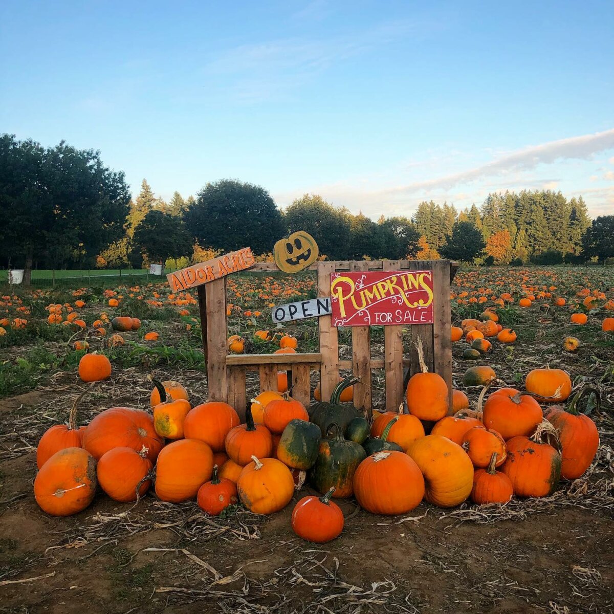 Fall Pumpkin Patch & Market
