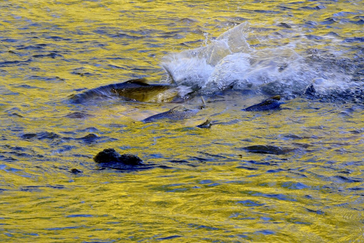 Fall Season Road Trip: Salmon Run in Owen Sound