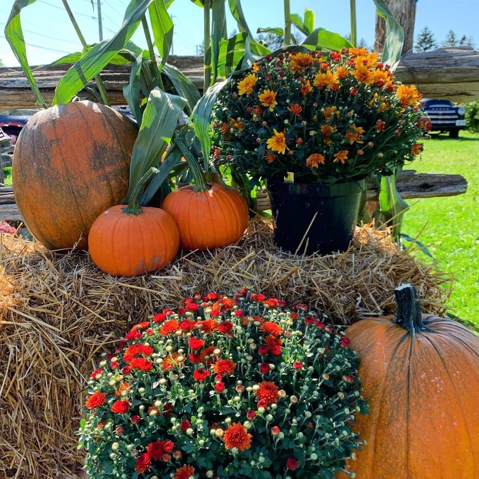 Fall Festival at Brantwood Farms