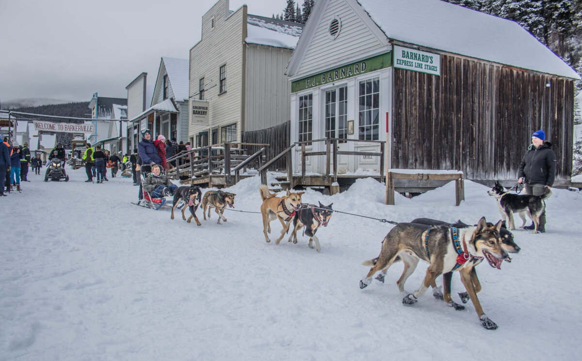 Canadian Winter Bucket List Adventure: Experience Gold Rush Trail Sled ...