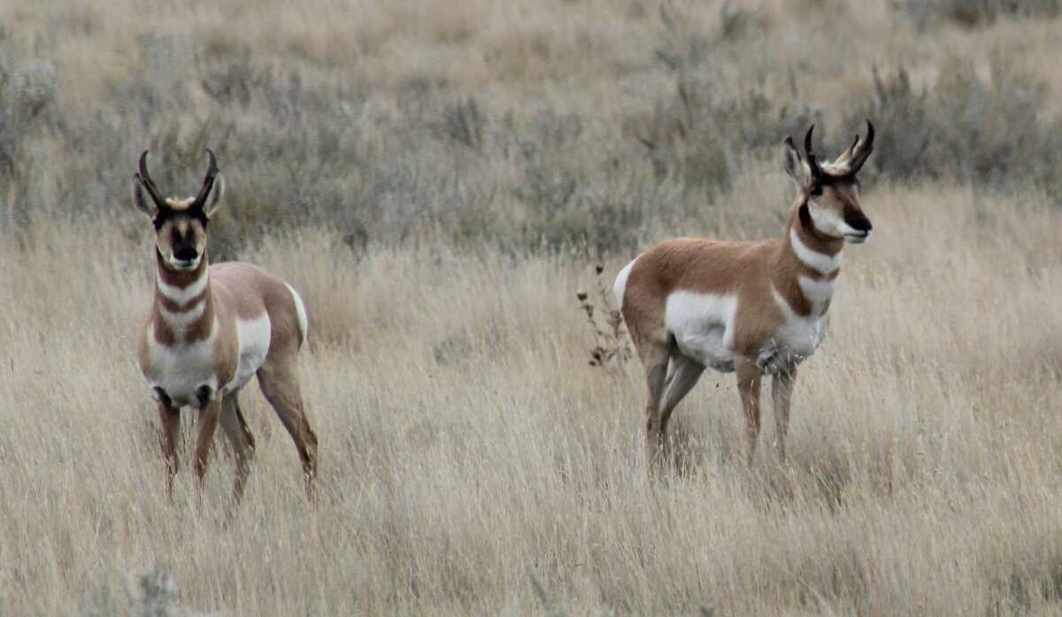 Great Sand Hills in Sceptre: Hike This Unique Desert in Saskatchewan