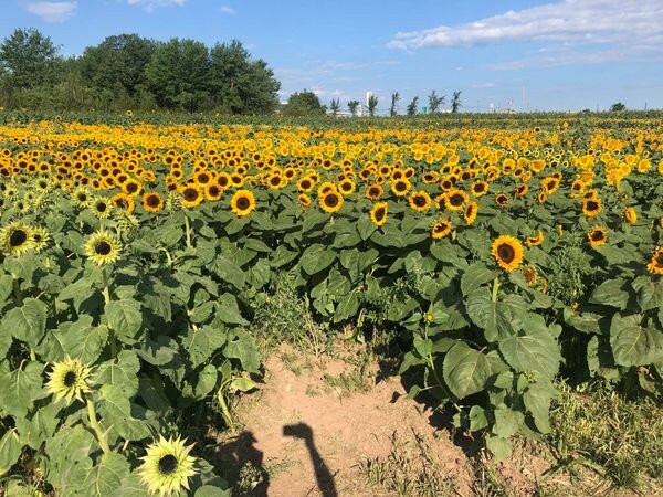 Get Lost in This Sunflower Farm in New Brunswick