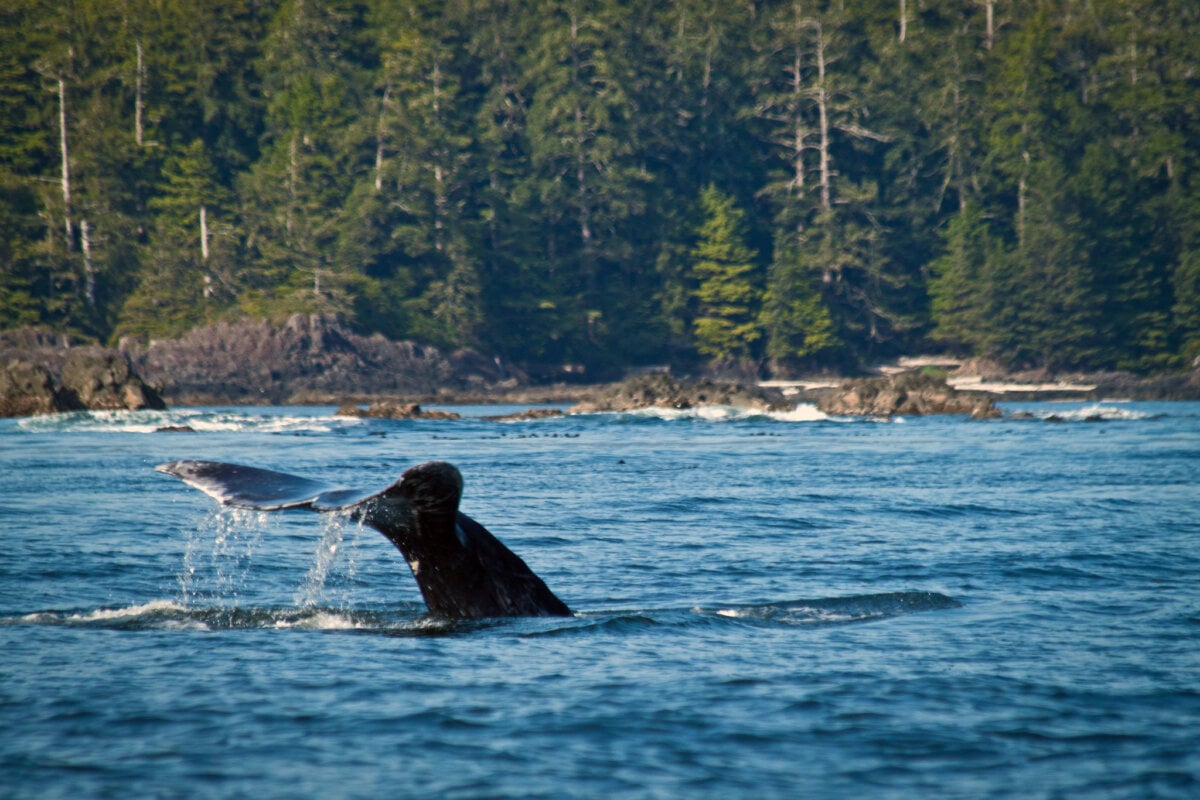 Pacific Rim Whale Festival 2026: Head to Tofino to Celebrate Pacific ...