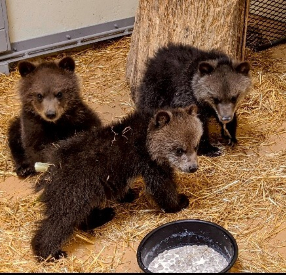 Calgary Zoo Adopts Three Orphaned Grizzly Cubs