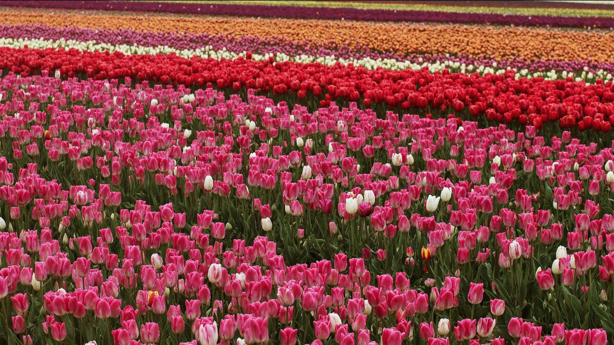 Harrison Tulip Festival Returns With More Than 12 Million Tulips on ...