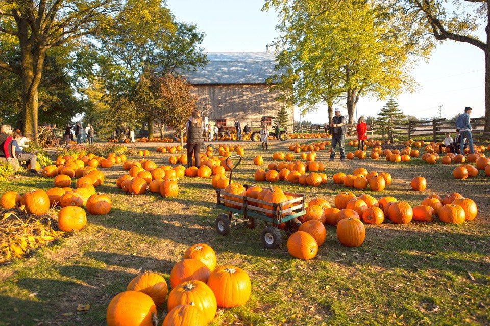 Harvest Fun at Strom’s Farm