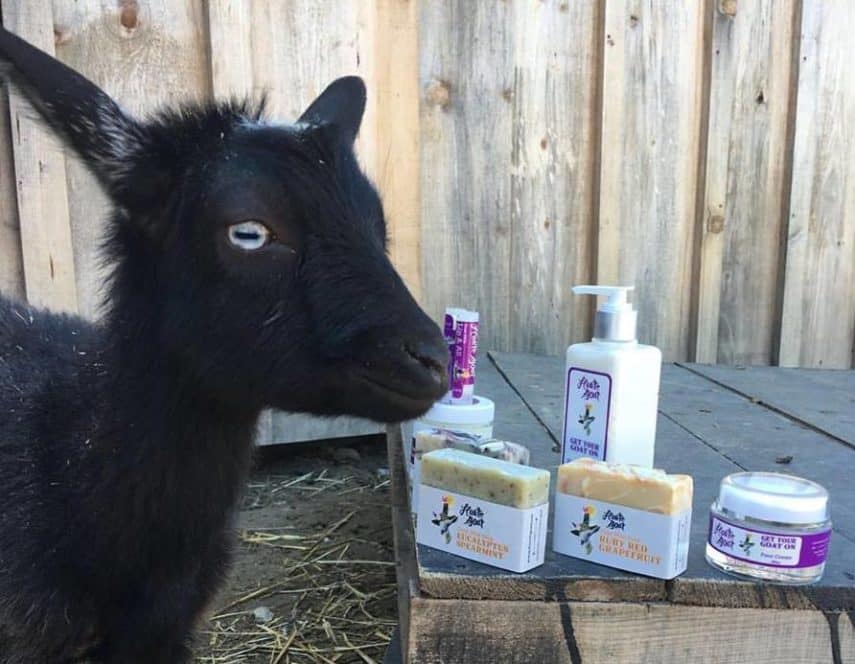 Get Your Goat On – A Day Trip From Toronto