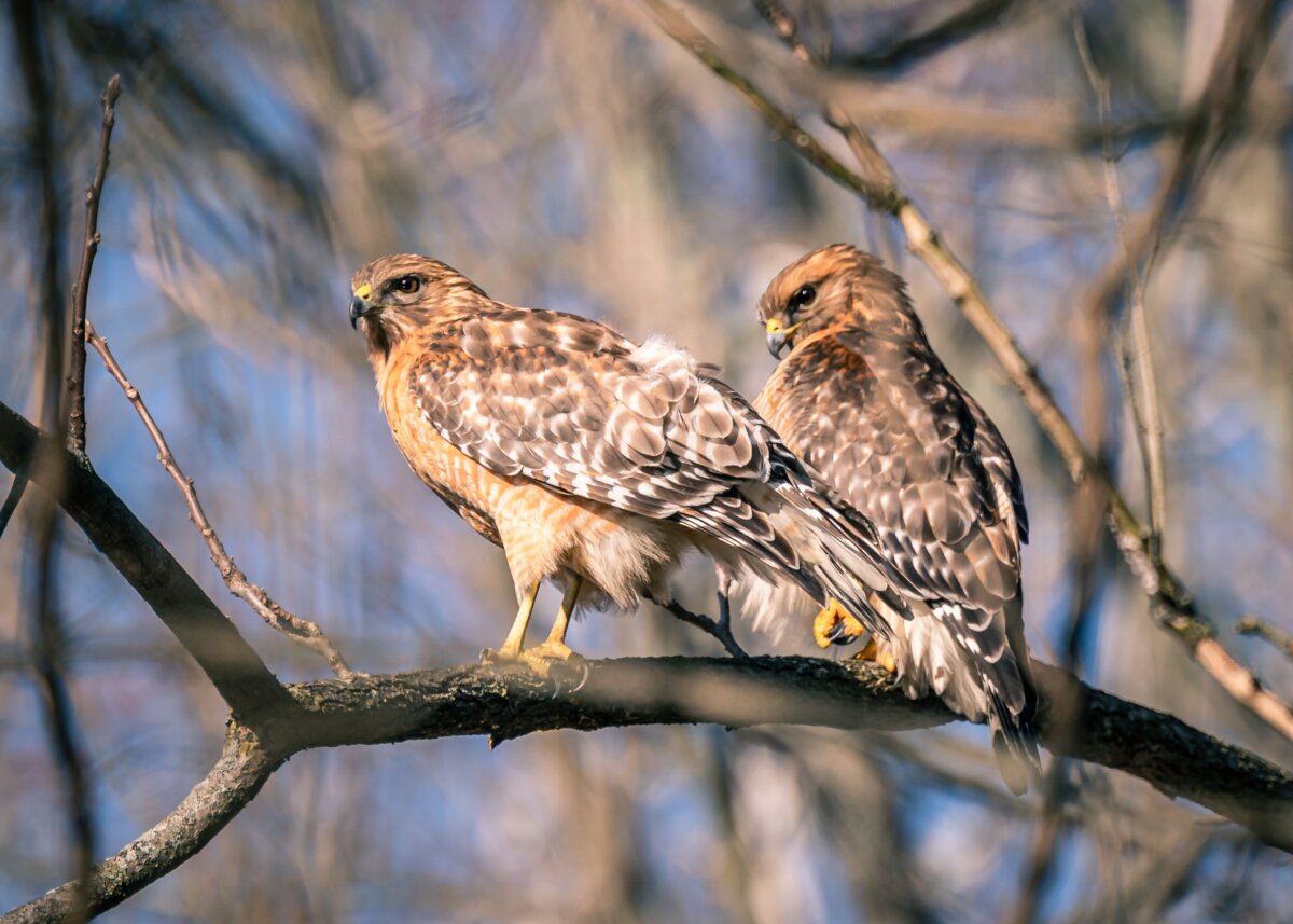 Experience Fall Migration at Amherstburg’s Festival of Hawks – 2025