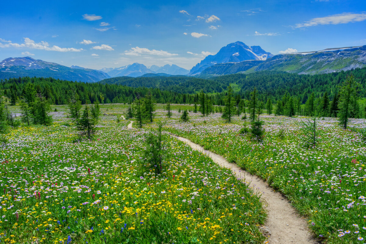 14 Places to Go For a Wildflower Walk in Alberta