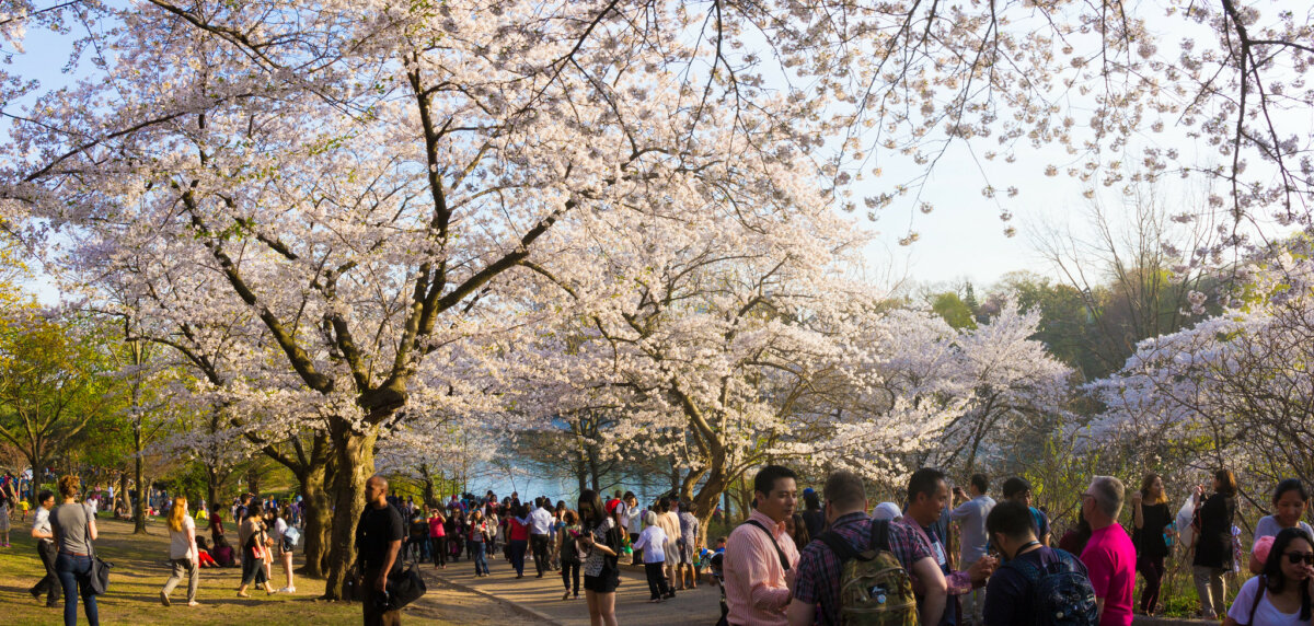 High Park Cherry Blossoms 2025: Tips By High Park Nature Centre For a ...