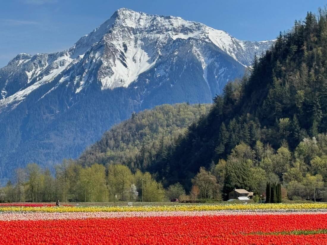 Harrison Tulip Festival Returns With More Than 12 Million Tulips on ...