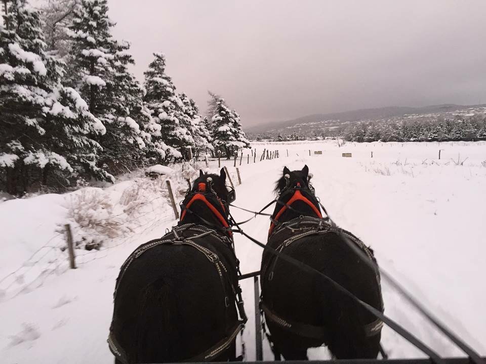 Places to Go For Winter Trail Rides and Sleigh Rides Across Newfoundland