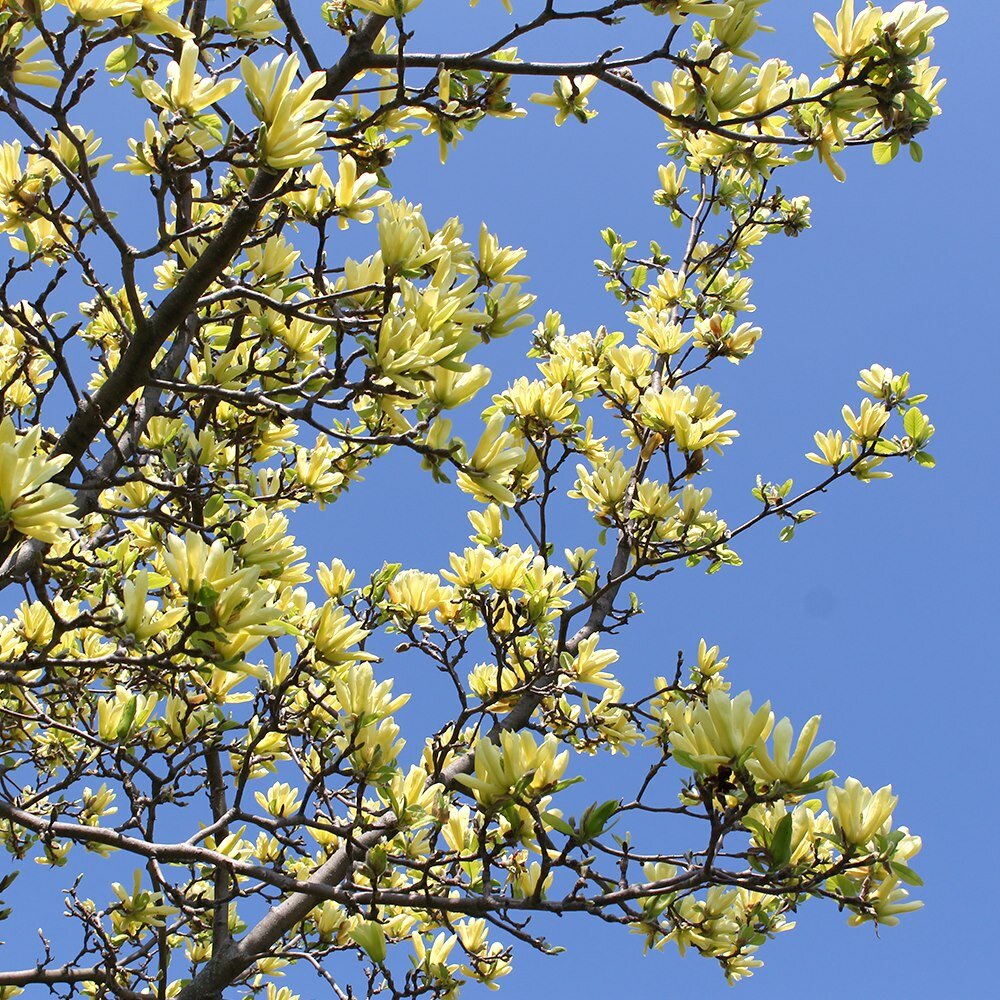 Visit Royal Botanical Gardens’ Arboretum to See Magnificent Magnolias ...