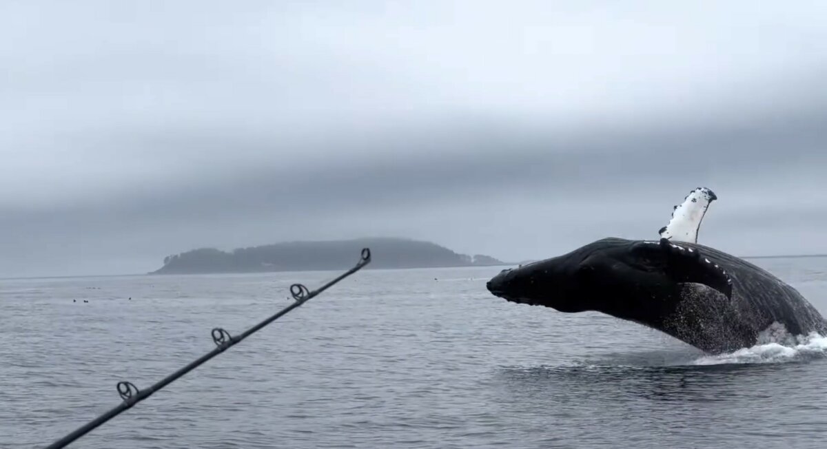 Malei Island Resort: Marine Wildlife Wilderness Getaway Near Vancouver ...