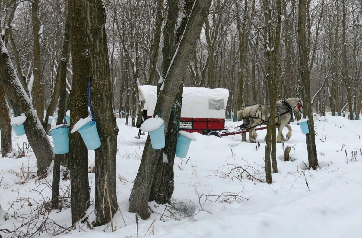 McCreary’s Manitoba Maple Syrup Festival: Celebrate Sweet Water Season ...