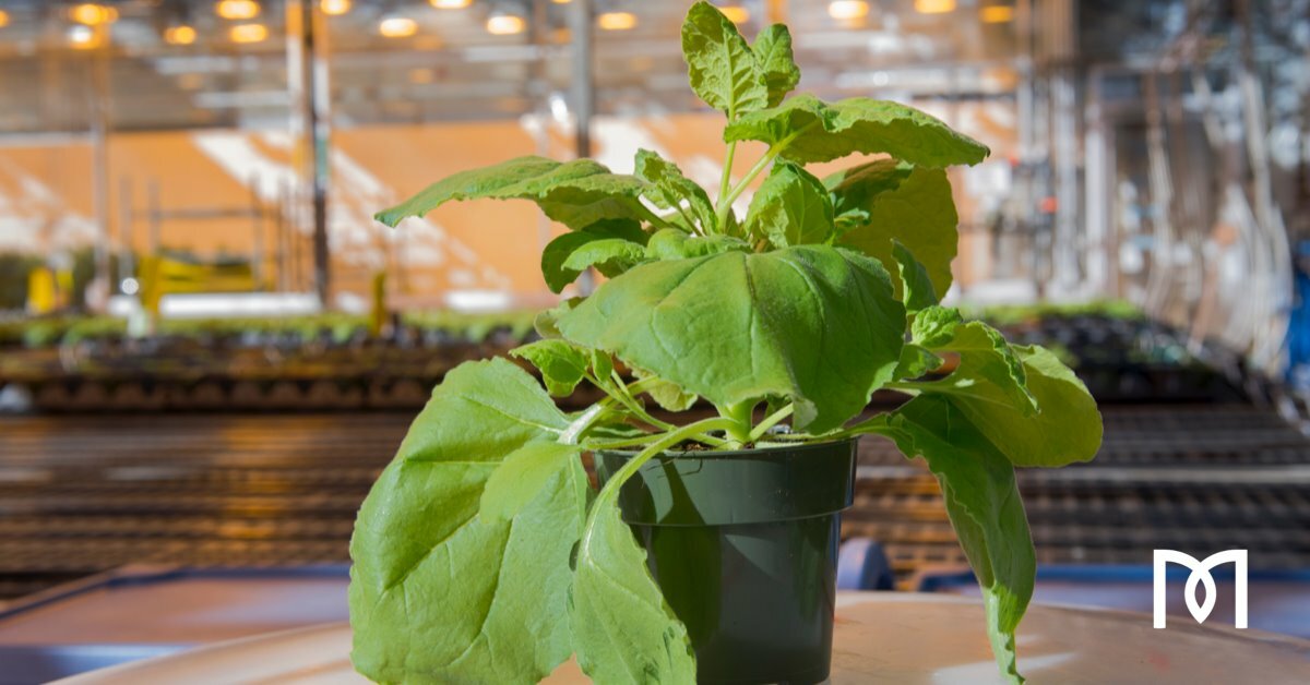 Canadian Made Plant-Based COVID-19 Vaccine By Medicago Shows Positive ...