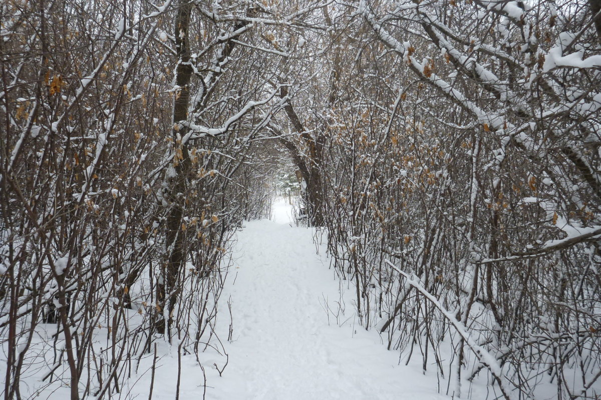 15 Places to Go Winter Walking in Saskatoon