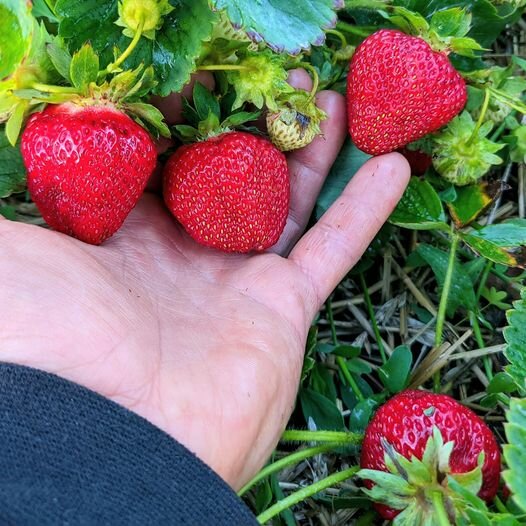 2021 Canada Day Long Weekend in London