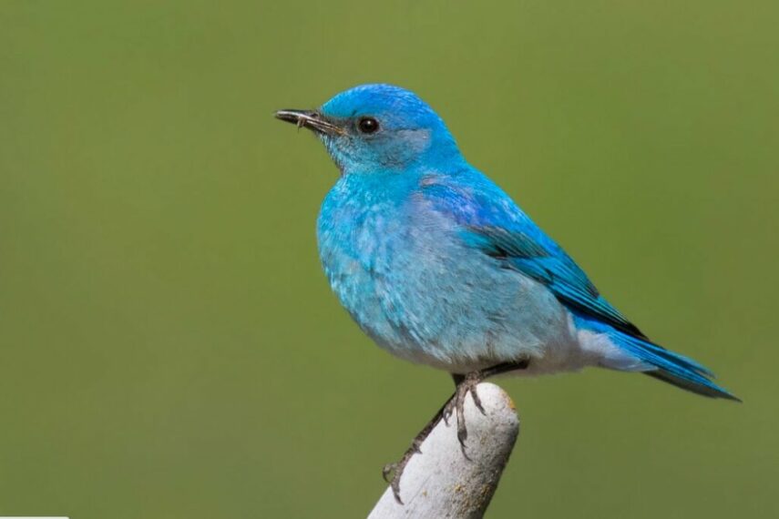Mother’s Day Signs of Spring Birdwatching Tour
