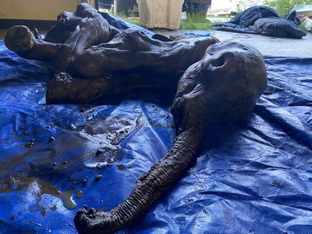 Mummified Baby Woolly Mammoth Discovered in Yukon’s Klondike Gold Fields