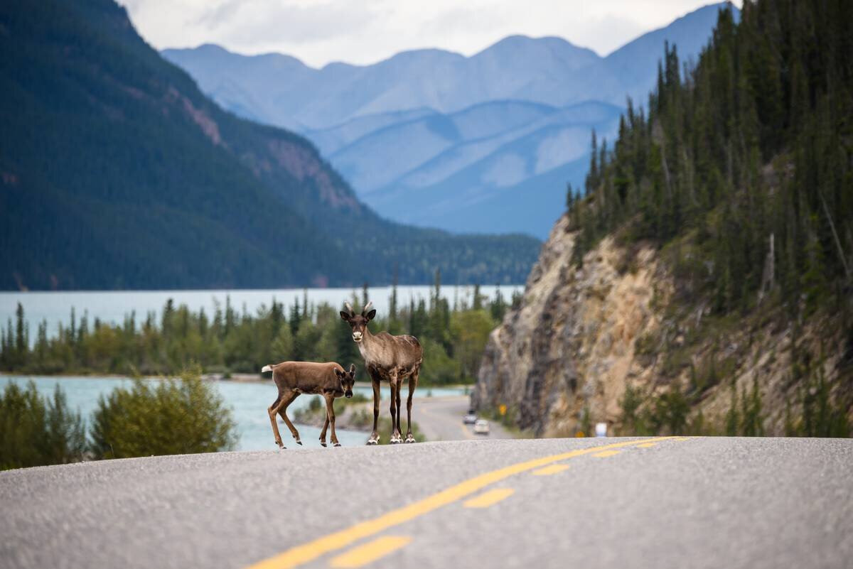 Explore Muncho Lake Provincial Park: Nature Trails, Aqua Waters, and ...