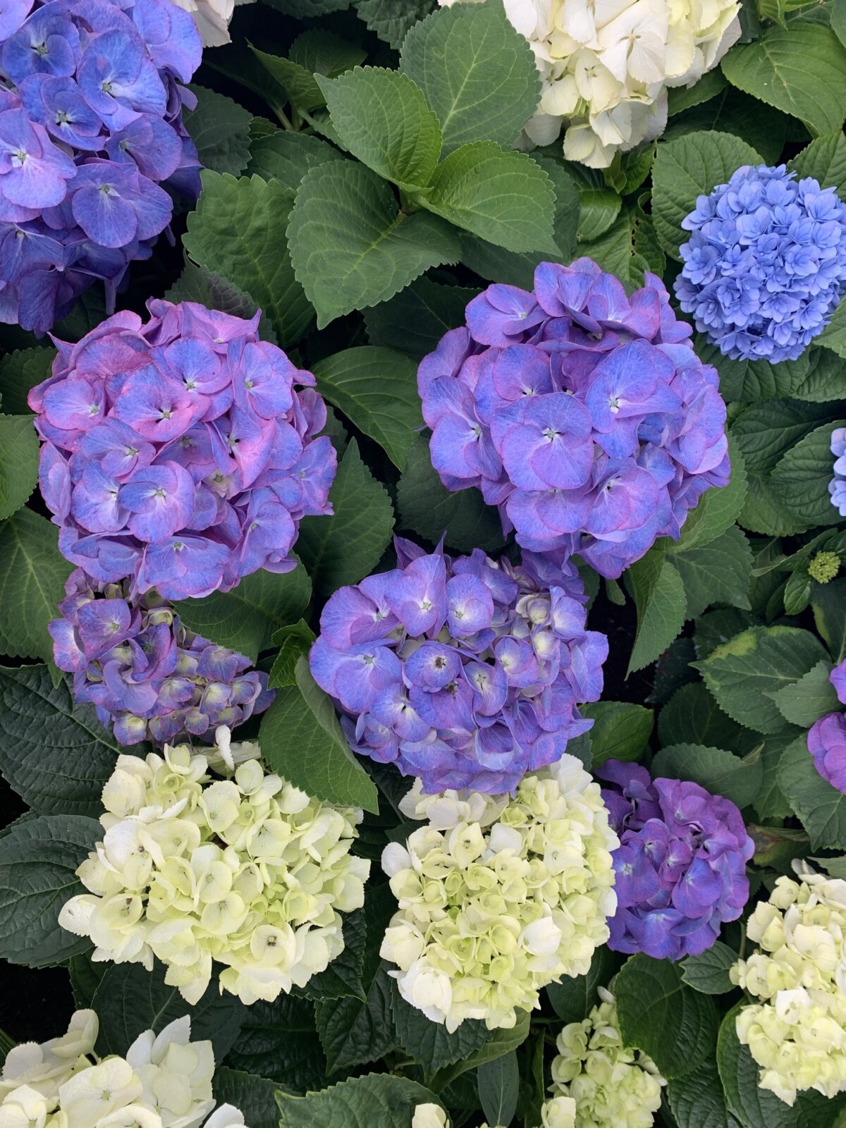 Mother’s Day at Muttart