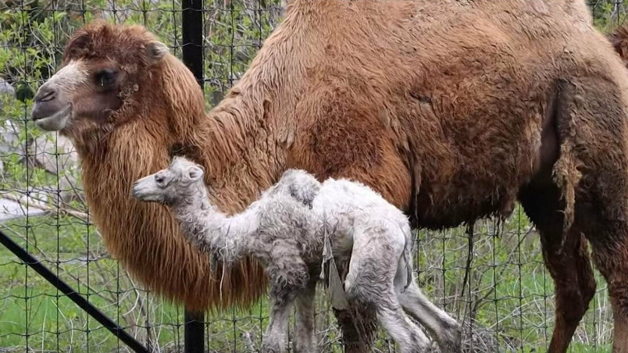 Newborn Baby Camel