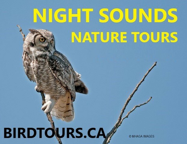 Night Sounds Guided Self-Driving Nature Tour