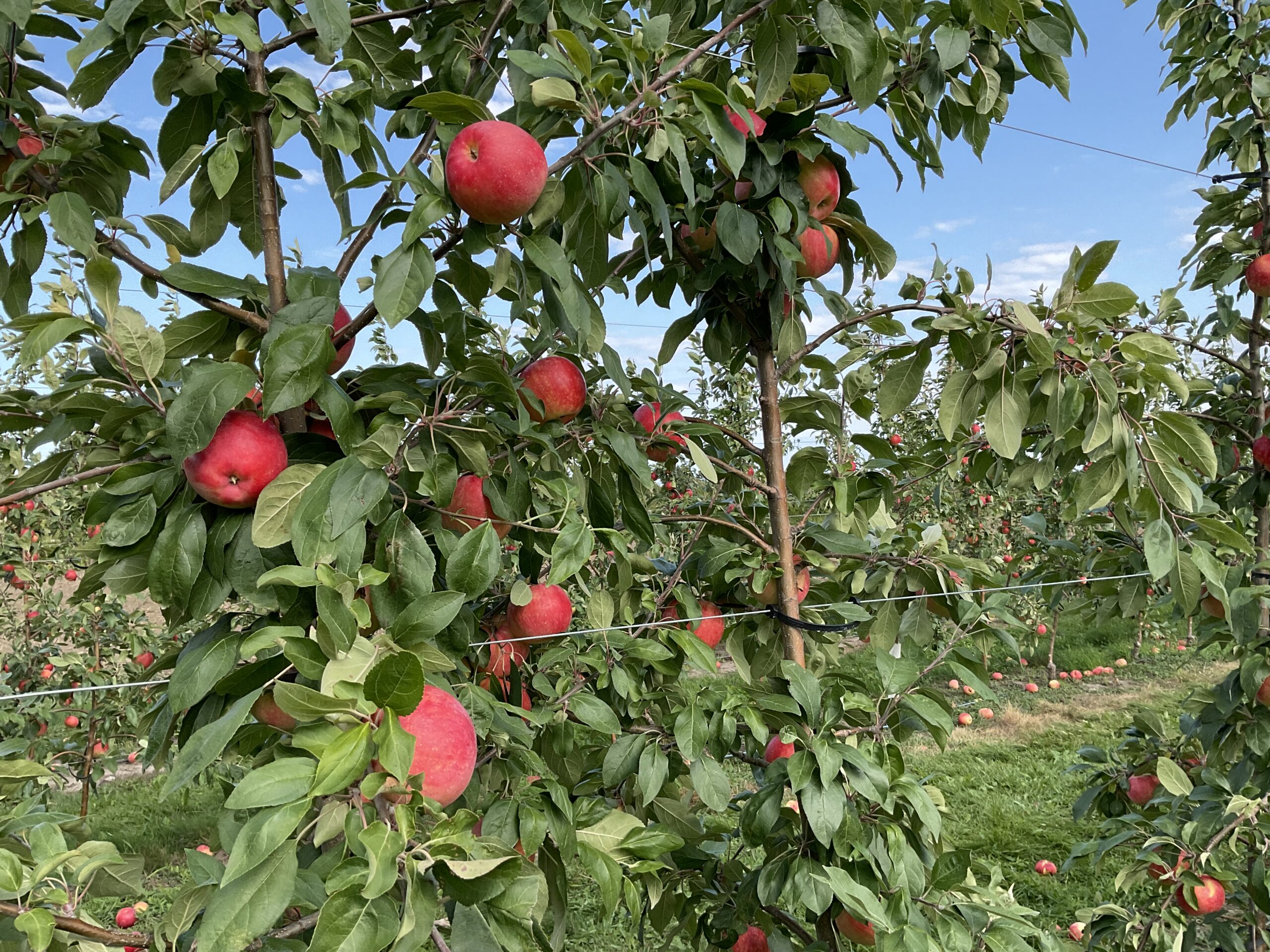 Ontario Craft Cider Week Returns September 19 to 26; Here are the ...