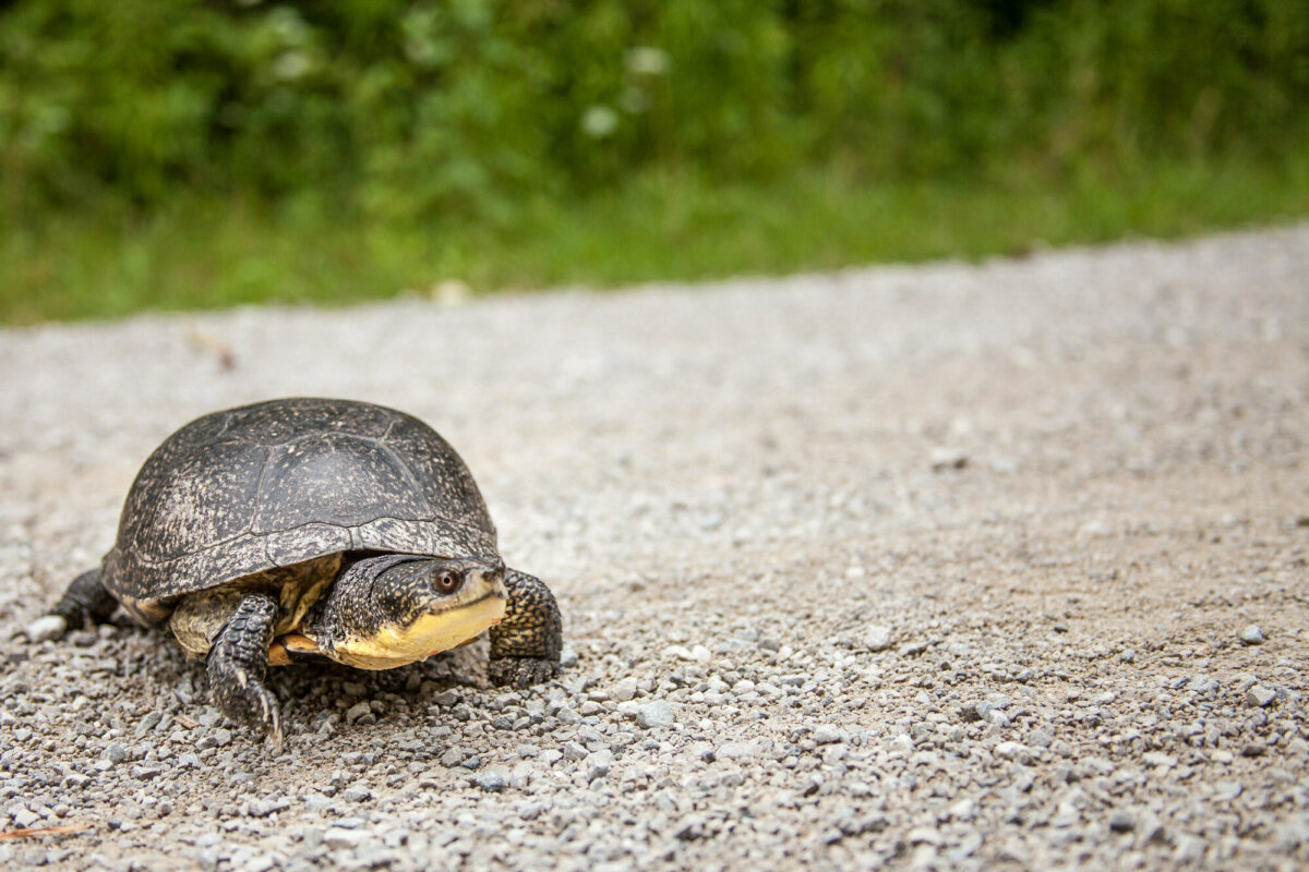 Turtles & Massasauga Rattlesnake Crossings: Watch for Wildlife on the ...
