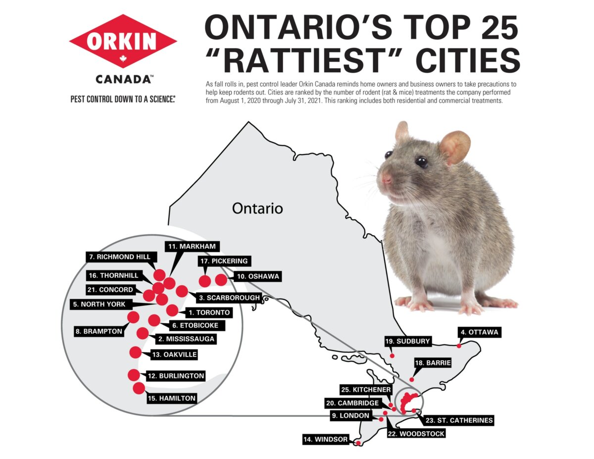 These are the Ontario Cities With the Highest Rat Infestation – 2021