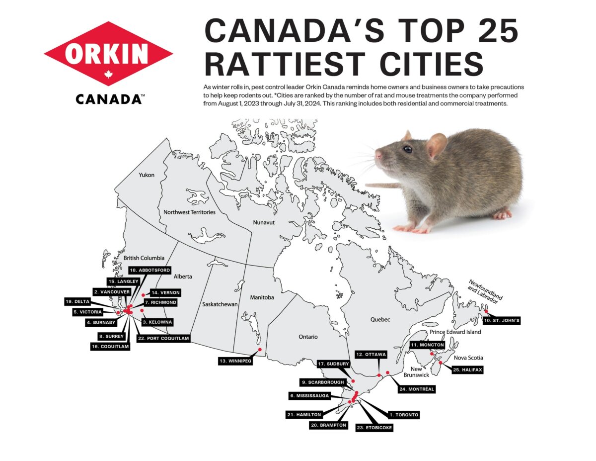 List of Canadian Cities With the Highest Rat Infestation – 2024