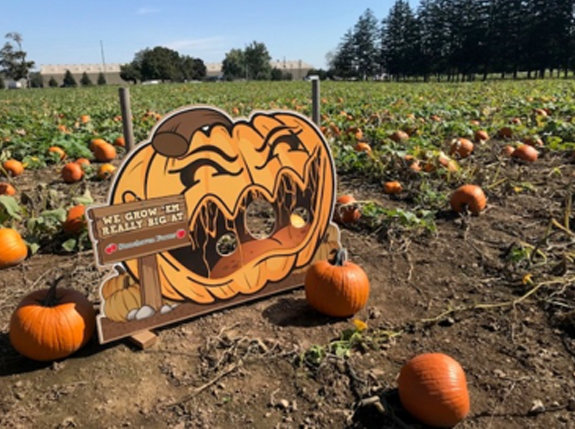 Pumpkin Patches: Places to Go for Pumpkin Picking in Greater Toronto ...