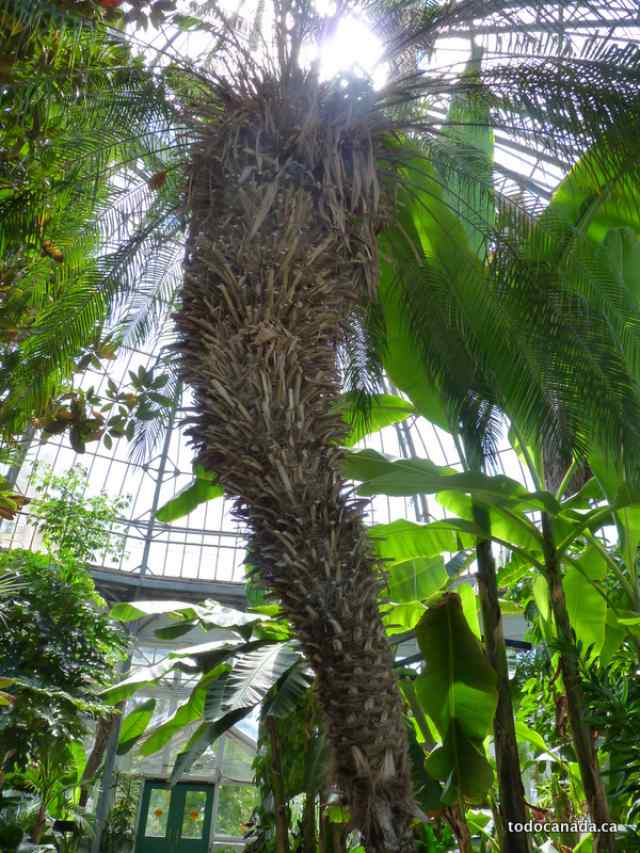 Allan Gardens Conservatory