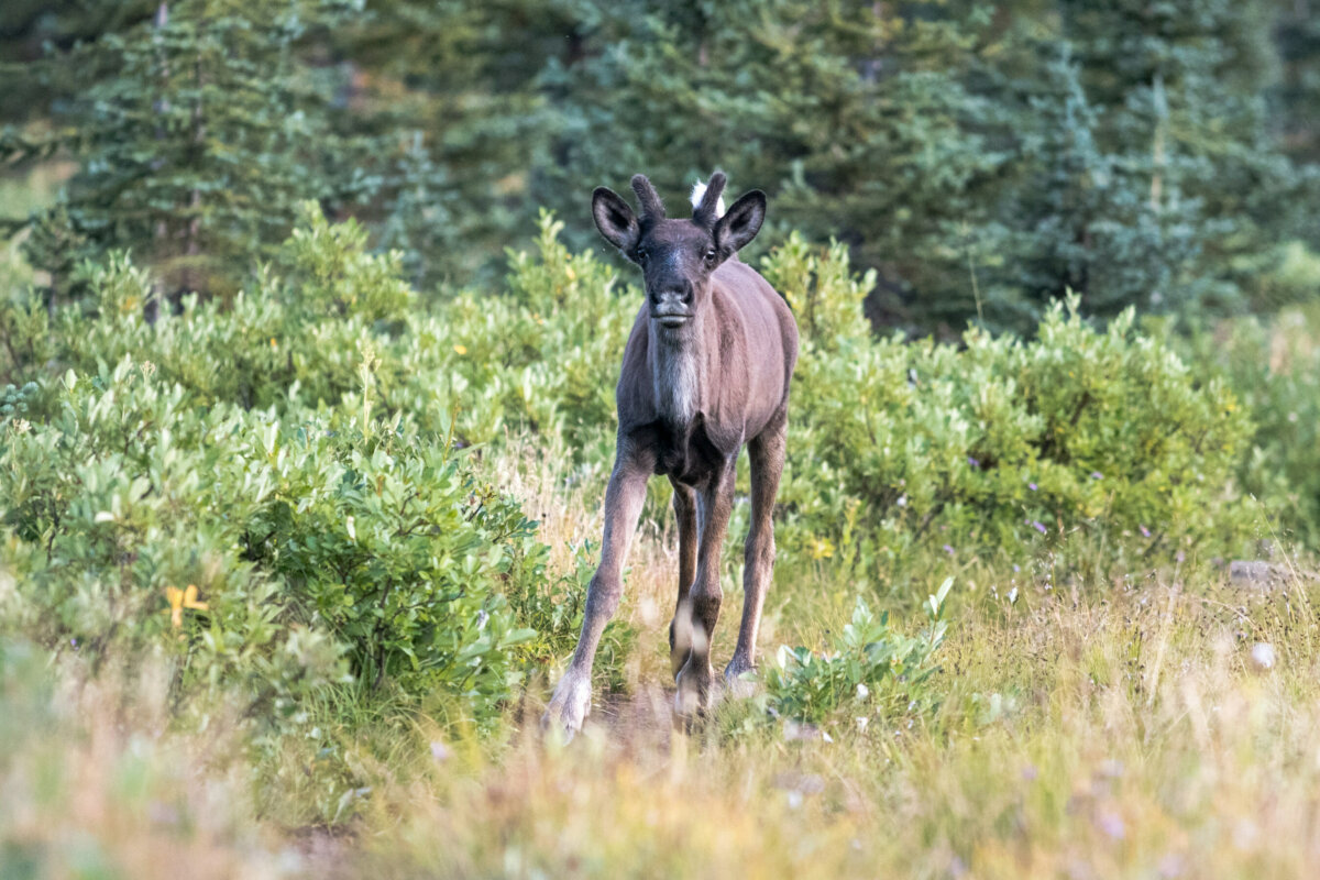 Parks Canada to Begin First-of-Its-Kind Caribou Conservation Breeding ...