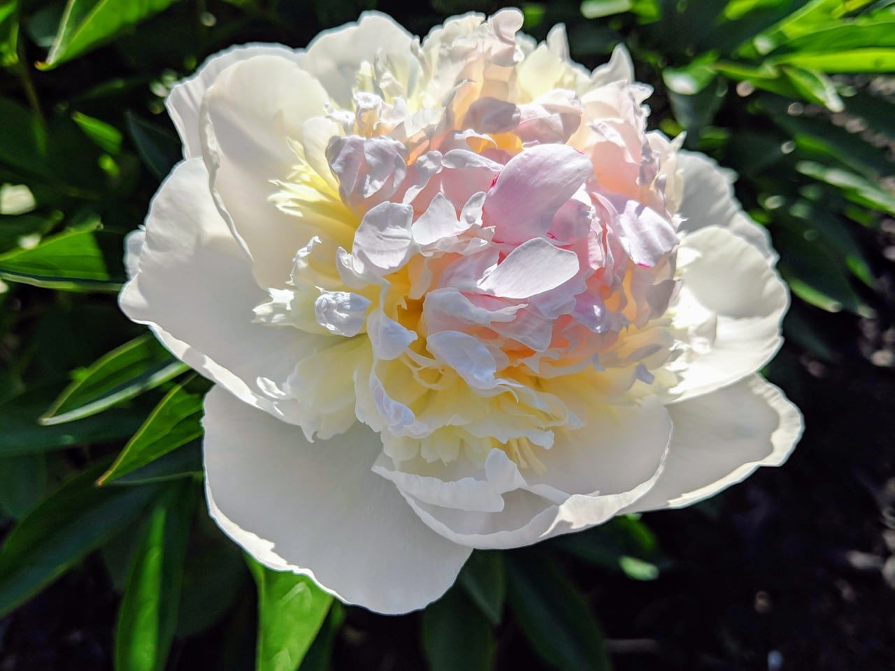 2019 Toronto Flower Market | CAMH, 1001 Queen Street West, Toronto | To ...