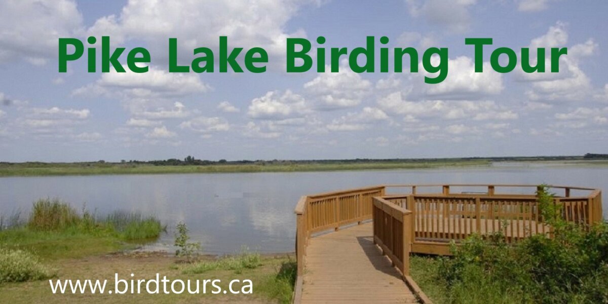 Pike Lake Park Birding Tour