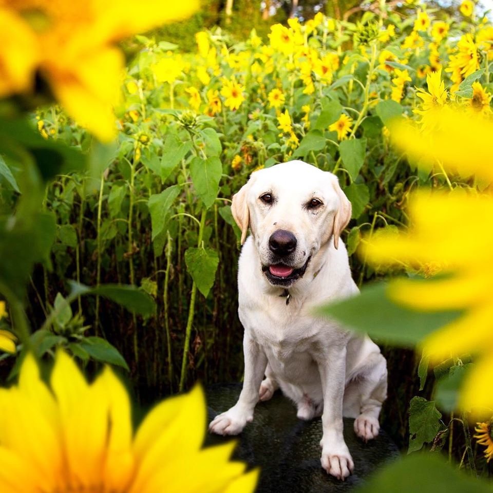 Sunflower Fields and Mazes in Ontario For a Day Trip