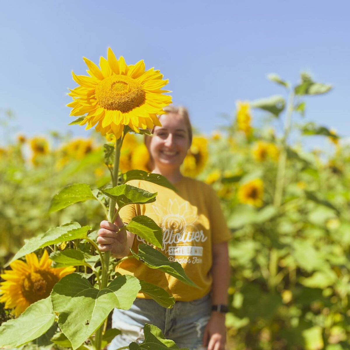 10 Sunflower Fields To Explore Around Toronto