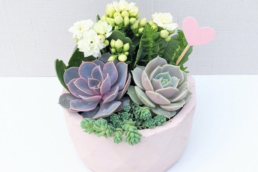 Mother’s Day Succulent Arrangement Workshop