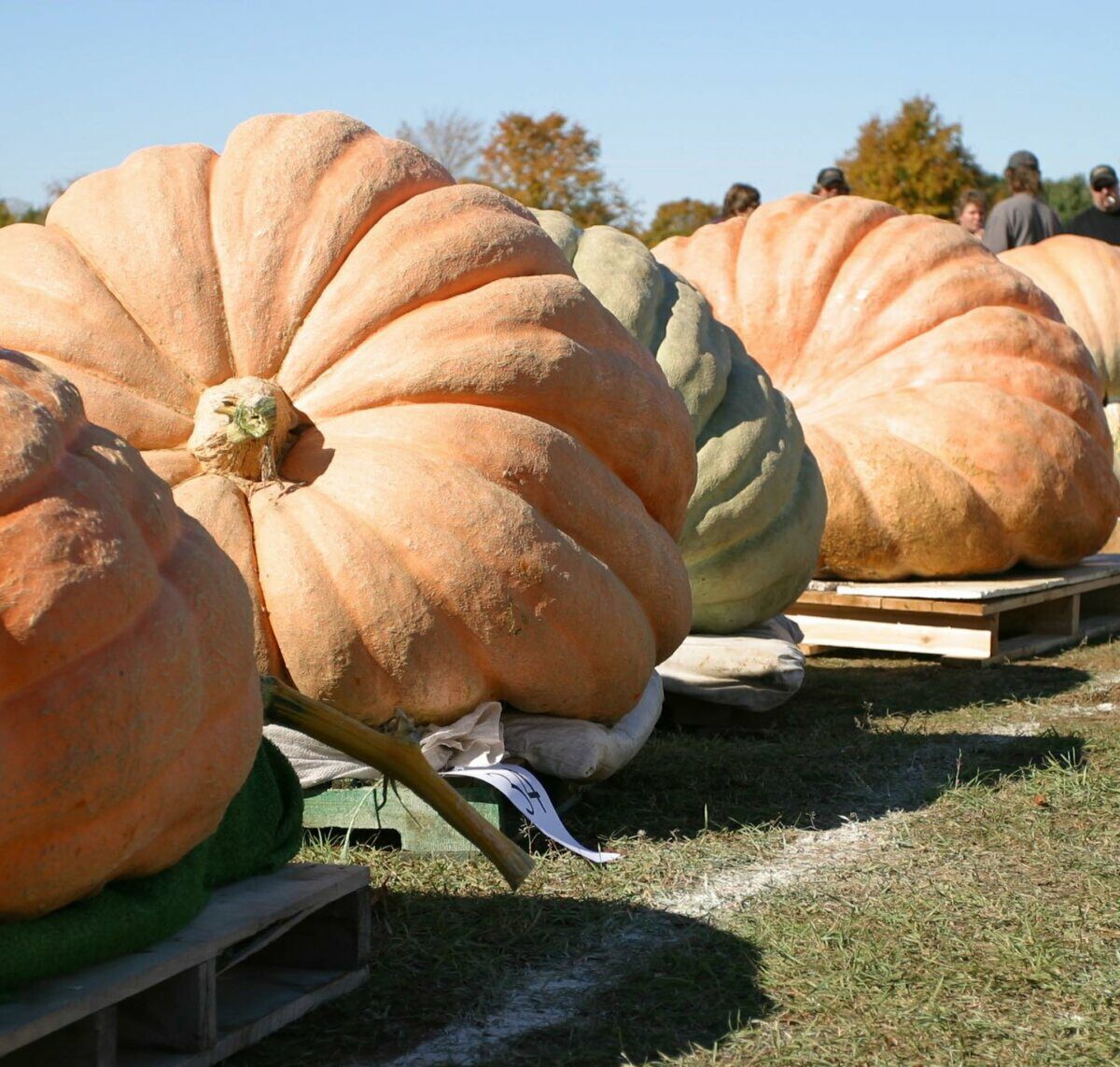 See Giant Pumpkins: What to See and Do at Port Elgin Pumpkinfest This ...