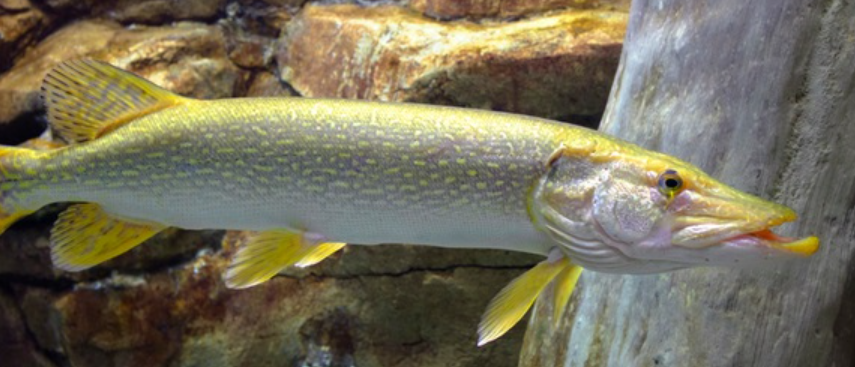 What’s Up with Powerful Predators