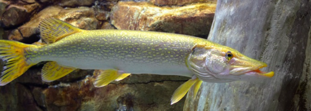 What’s Up with Powerful Predators