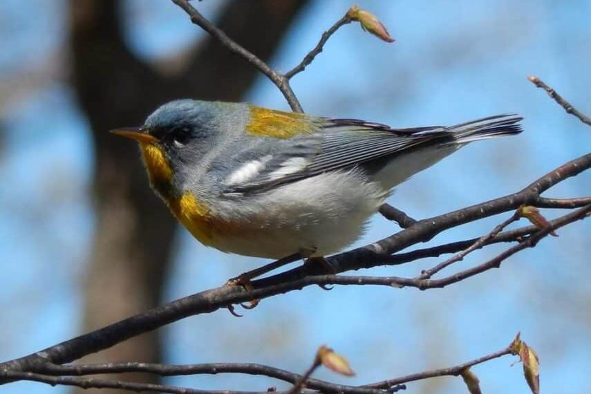 Prince Edward Point Bird Observatory Spring Birding Festival
